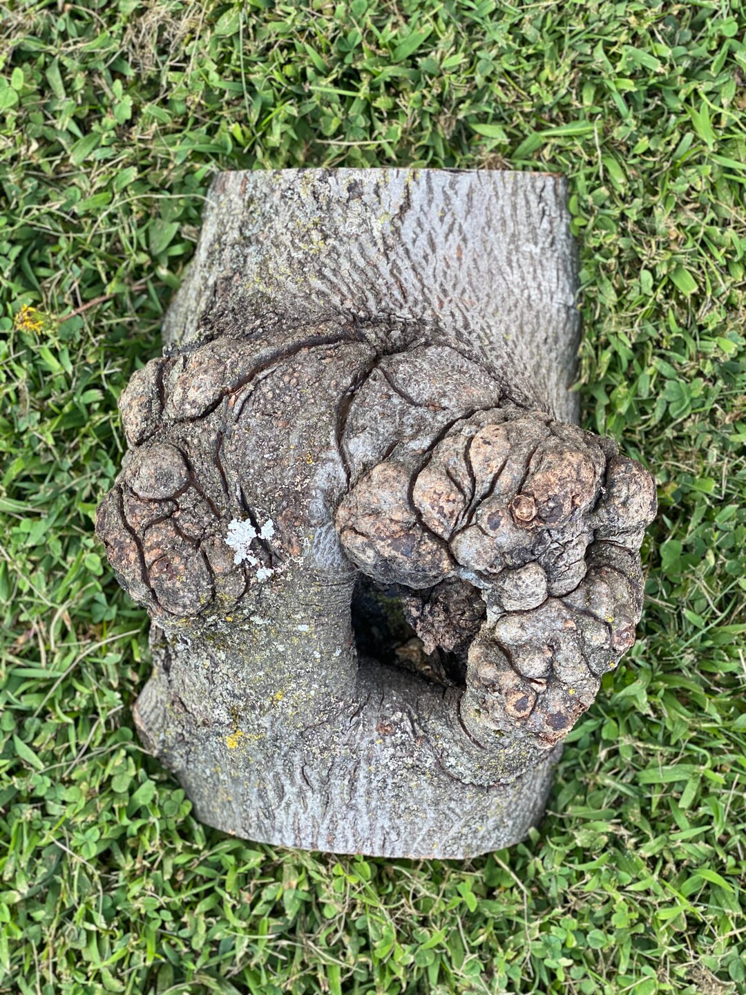 Hickory Burl Log With Knot Hole, Approximately 12 Inches Long by 8 ...