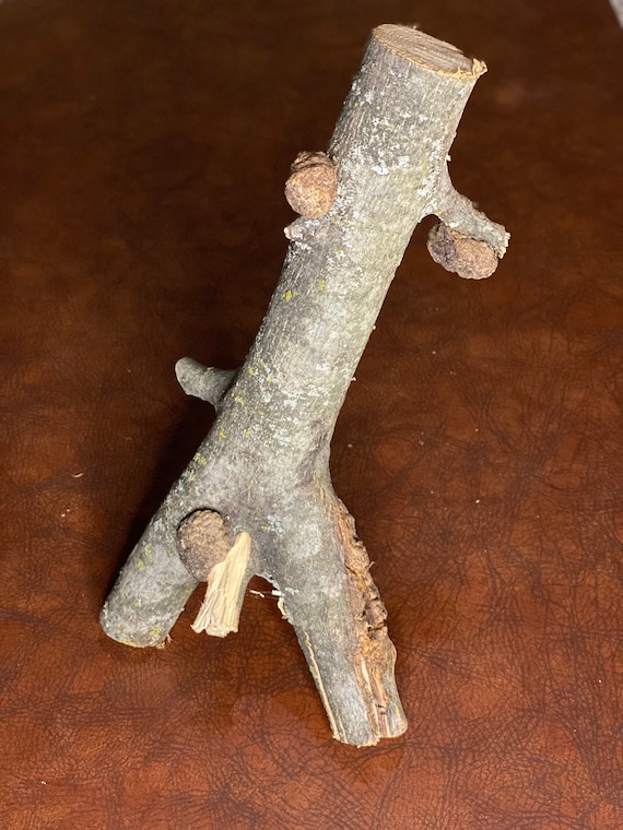 Maple Log With Baby Burls Branches and Burl Sizes Vary - Etsy