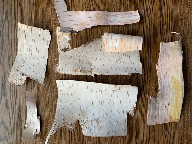 White Birch Bark Inner Layer Phloem 7 Pieces - Etsy