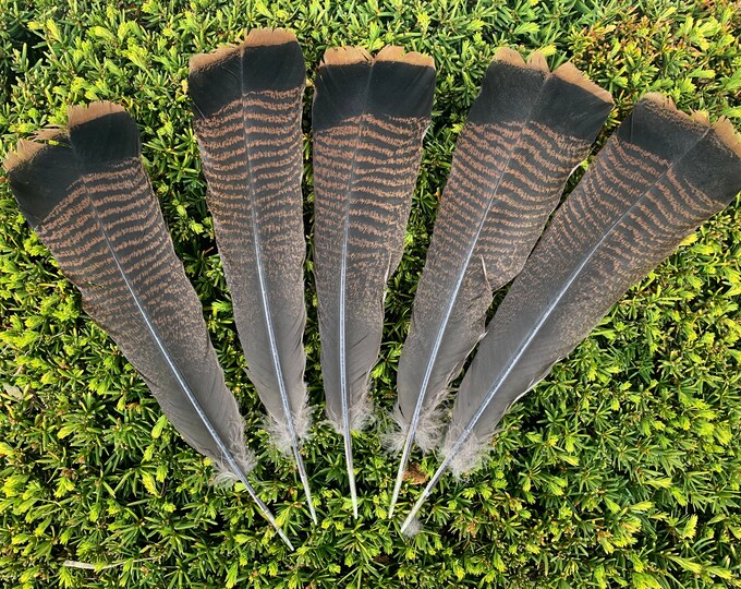 Turkey Tail Feathers, Wild Eastern Turkey Tail Feathers, 5 Count - Etsy