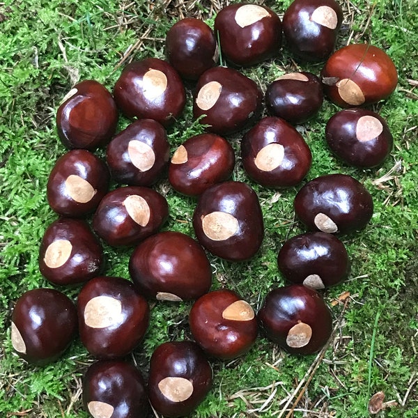 Buckeyes - Etsy