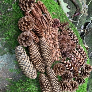 Pine Cone Assortment, 10 Red Pine, 5 White Pine, 5 Norway Spruce, 10 ...