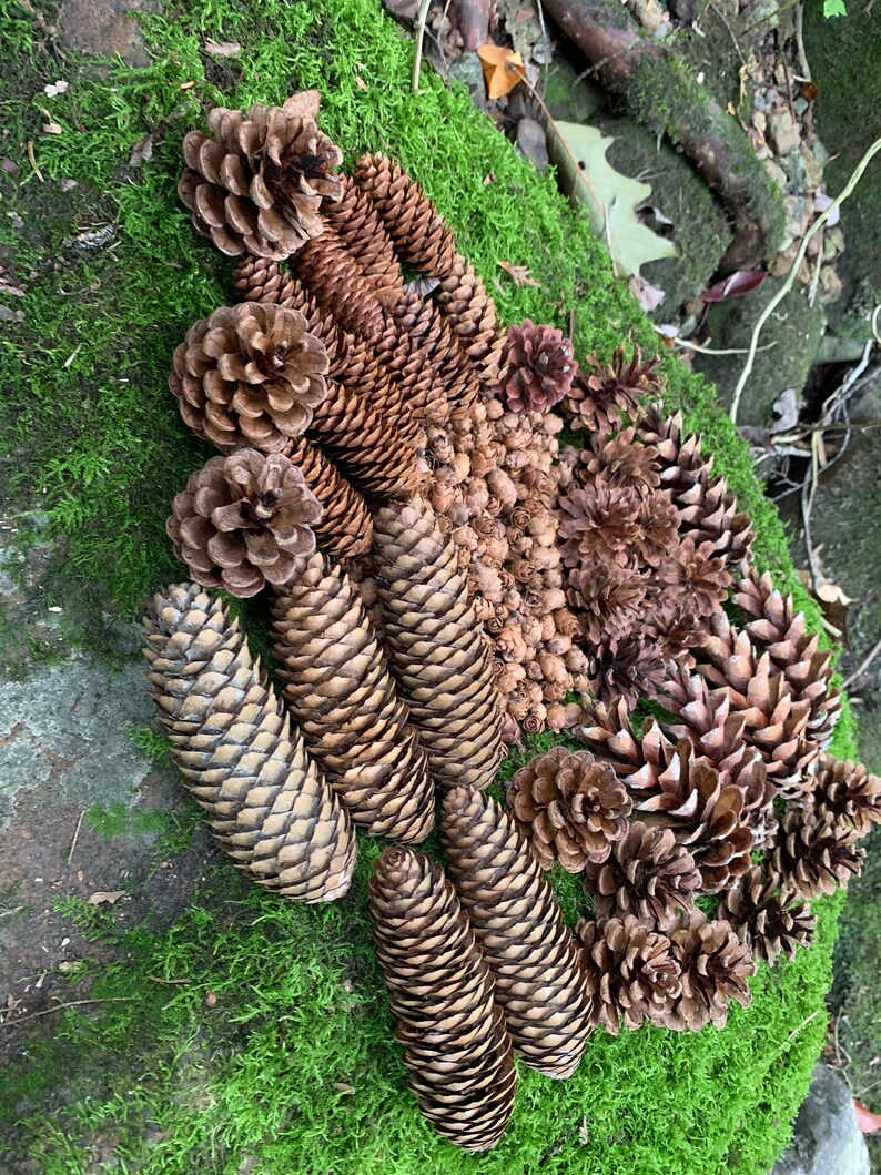 Pine Cone Assortment, 10 Red Pine, 5 White Pine, 5 Norway Spruce, 10 ...