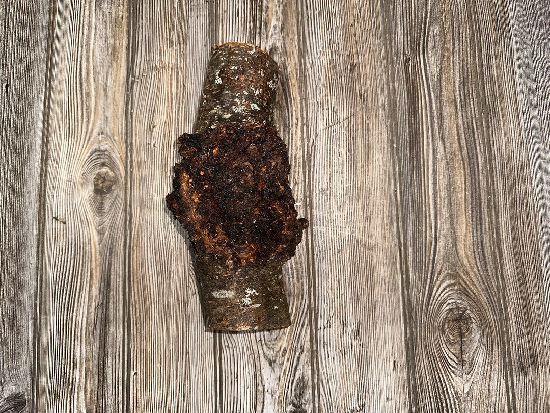 Burl, Cherry Burl Log, About 11 Inches Long X 5 Inches Wide X 3.5 ...