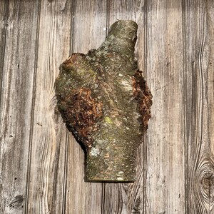 Burl, Cherry Burl Log, Approximately 15 Inches Long by 8 Inches Wide ...