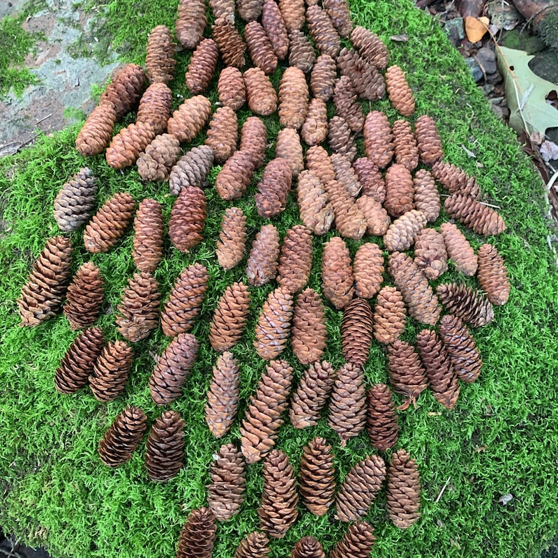 Pine Cones Count - Etsy