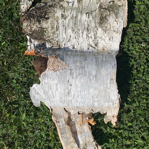 Birch Bark Paper - Etsy