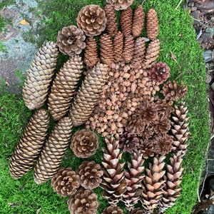 Pine Cone Assortment, 10 Red Pine, 5 White Pine, 5 Norway Spruce, 10 ...