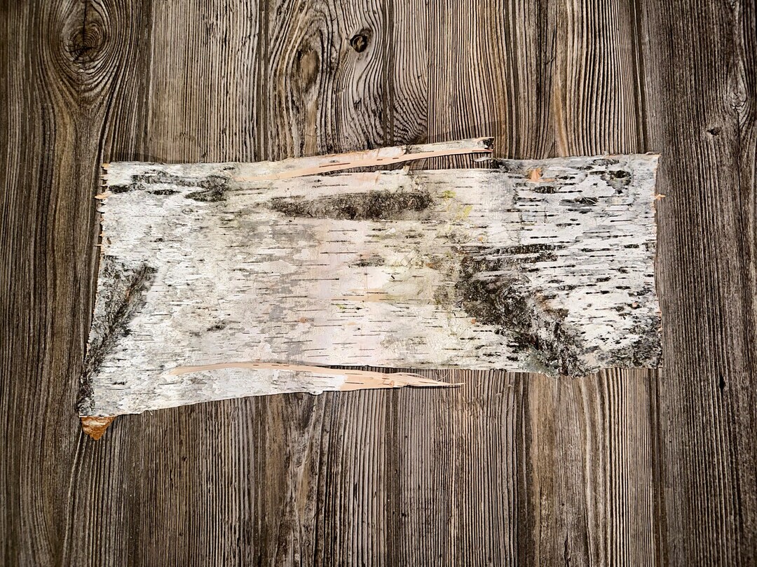 Natural White Birch Bark, White Birch Sheet, Approximately 17 Inches ...