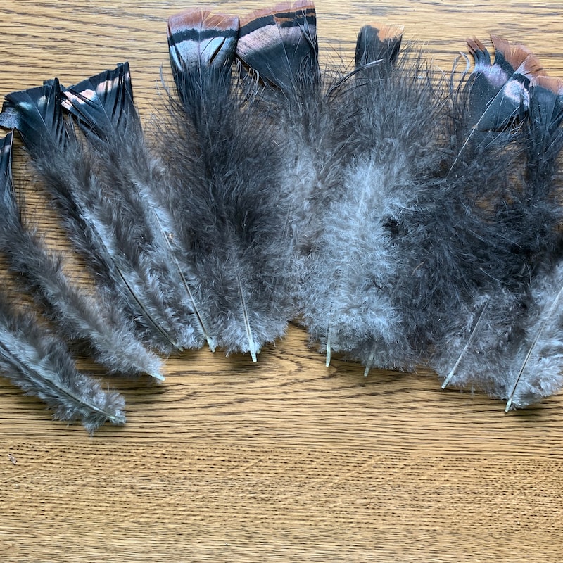 Wild Turkey Feathers - Etsy
