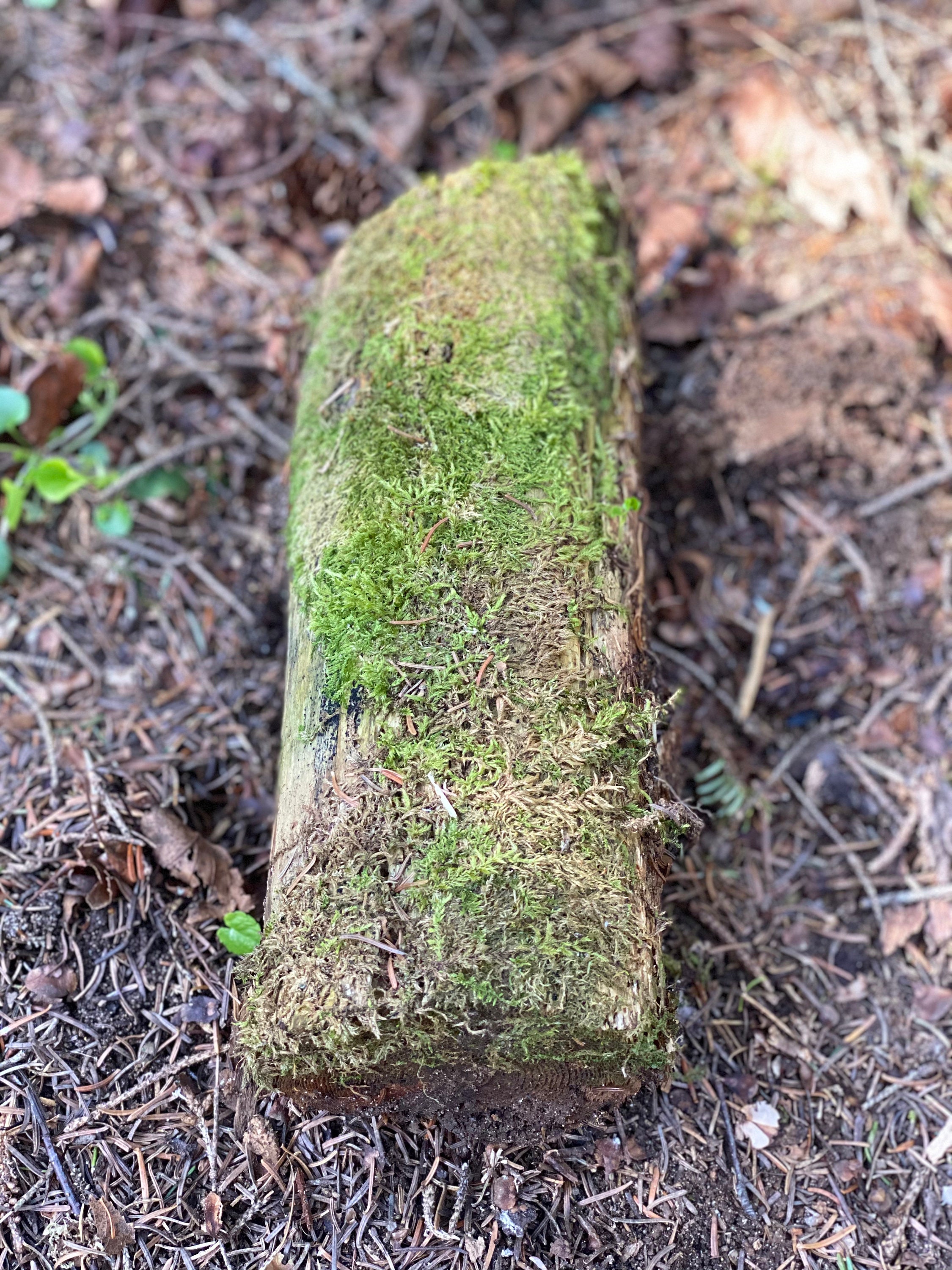 Moss Covered Log Approximately 10 Inches x 4 Inches x 3 | Etsy