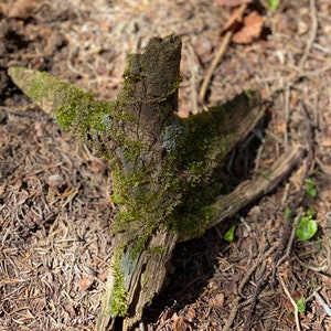 Live Moss Stick, Mossy Stick Approximately 9 Inches Long X 8 Inches ...