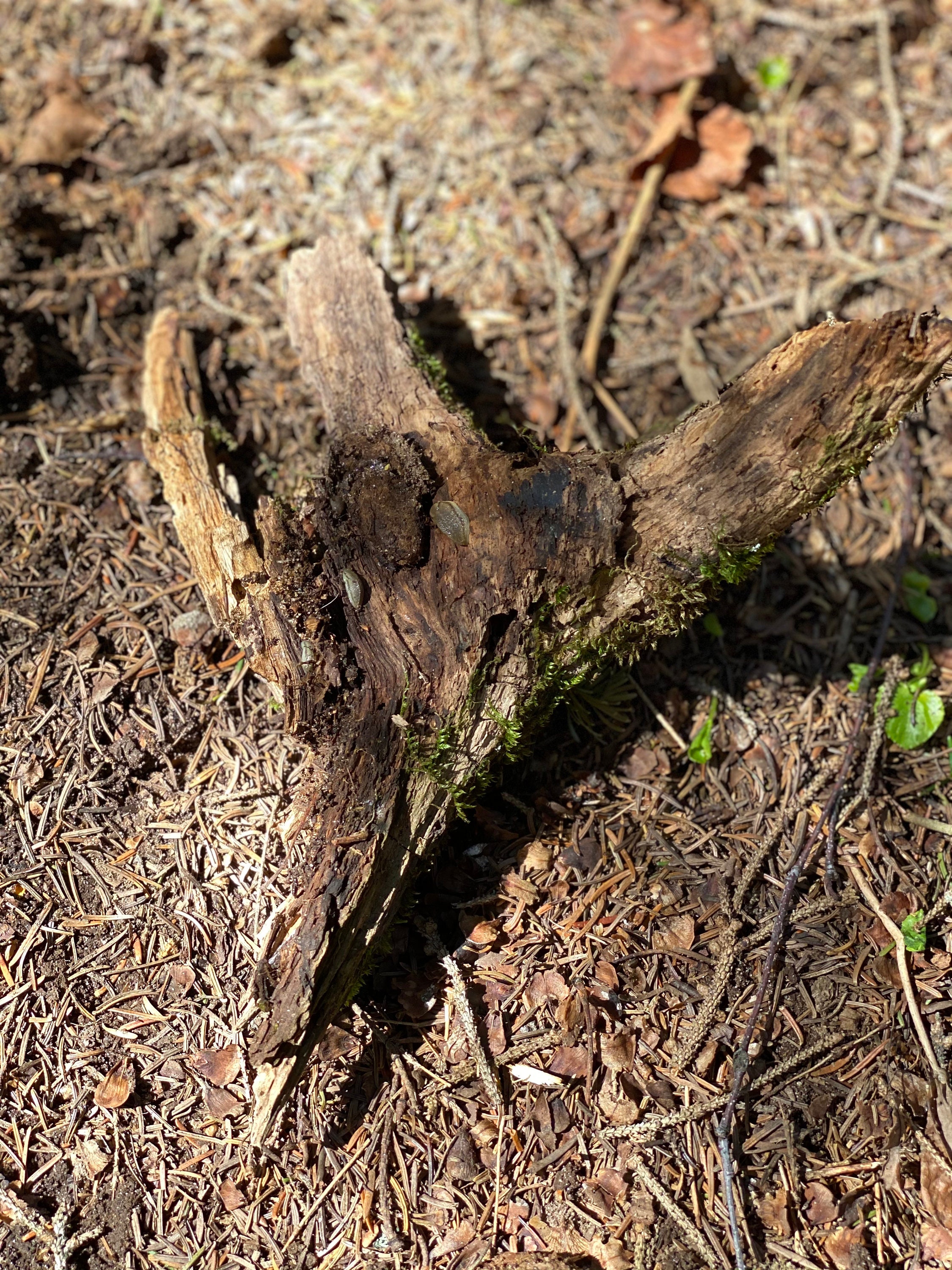 Live Moss Stick Mossy Stick Approximately 9 Inches Long x 8 | Etsy