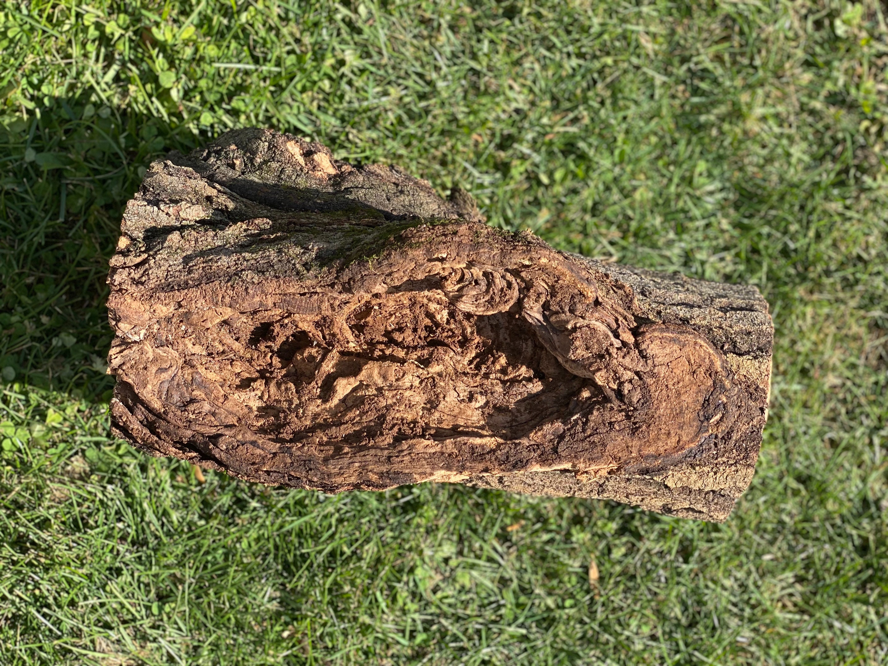 Aspen Log With Unique Knot Hole, Approximately 14.5 Inches Long by 9 ...