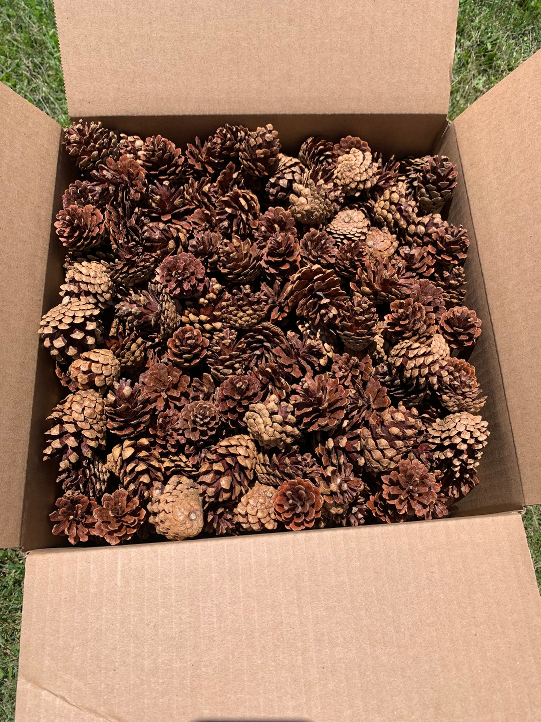 Jack Pine Cones, Brown Colored Jack Pine, 1000 Count - Etsy