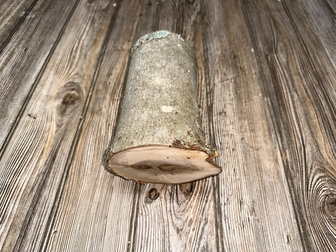 Maple Log, Maple Wood Branch, Approximately 7.5 Inches Long by 5.5 ...
