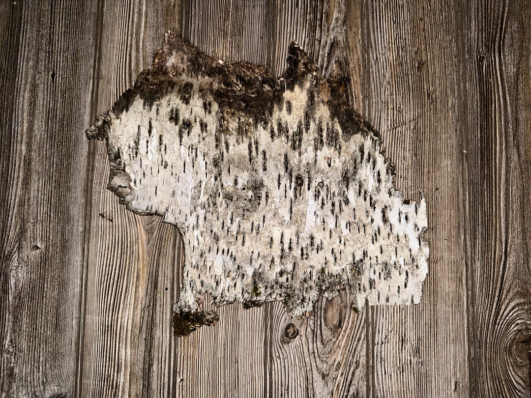 White Birch Bark, Paper Birch, Unique Birch Sheet, Approximately 14 ...