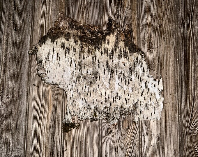 White Birch Bark, Paper Birch, Unique Birch Sheet, Approximately 14 ...
