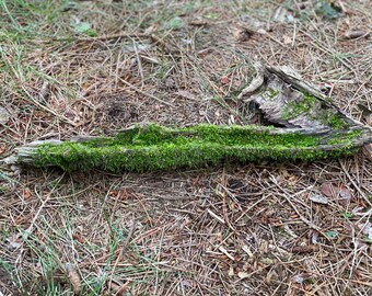 Moss Covered Log, Mossy Log, 6 Inches Long by 4.5 Inches Wide and 2 ...