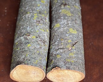 Basswood Hammerschlagen Log, One Count, Approximately 20 Inches Long by ...