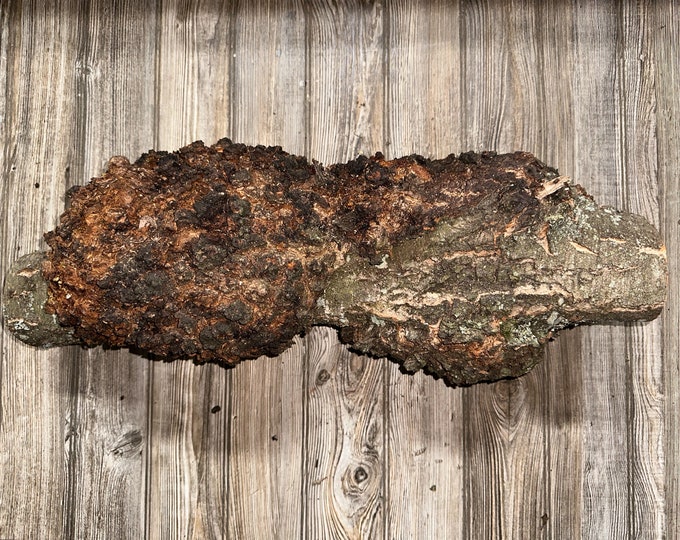 Burl, Cherry Burl Log, Approximately 26 Inches Long by 8 Inches Wide ...