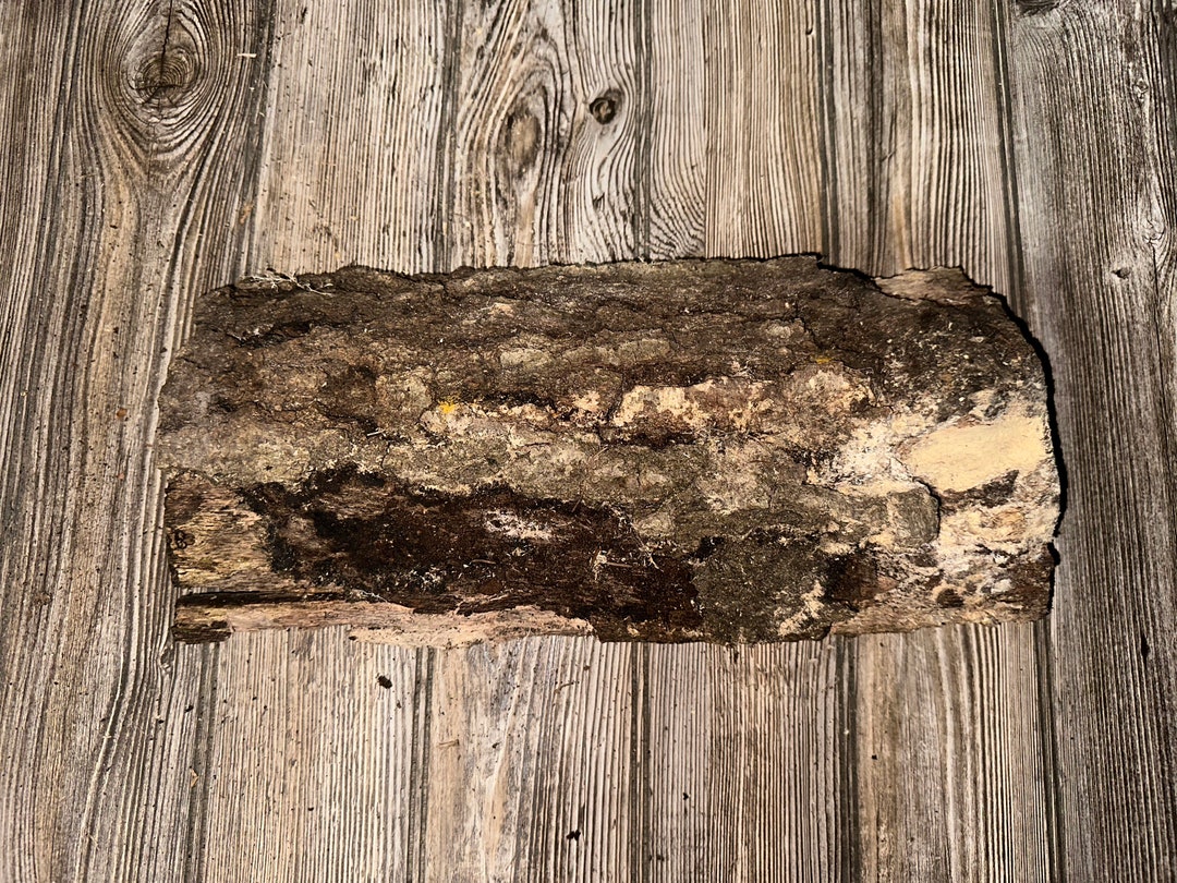 Aspen Turtle Tunnel, Approximately 15.5 Inches Long by 7 Inches Wide ...