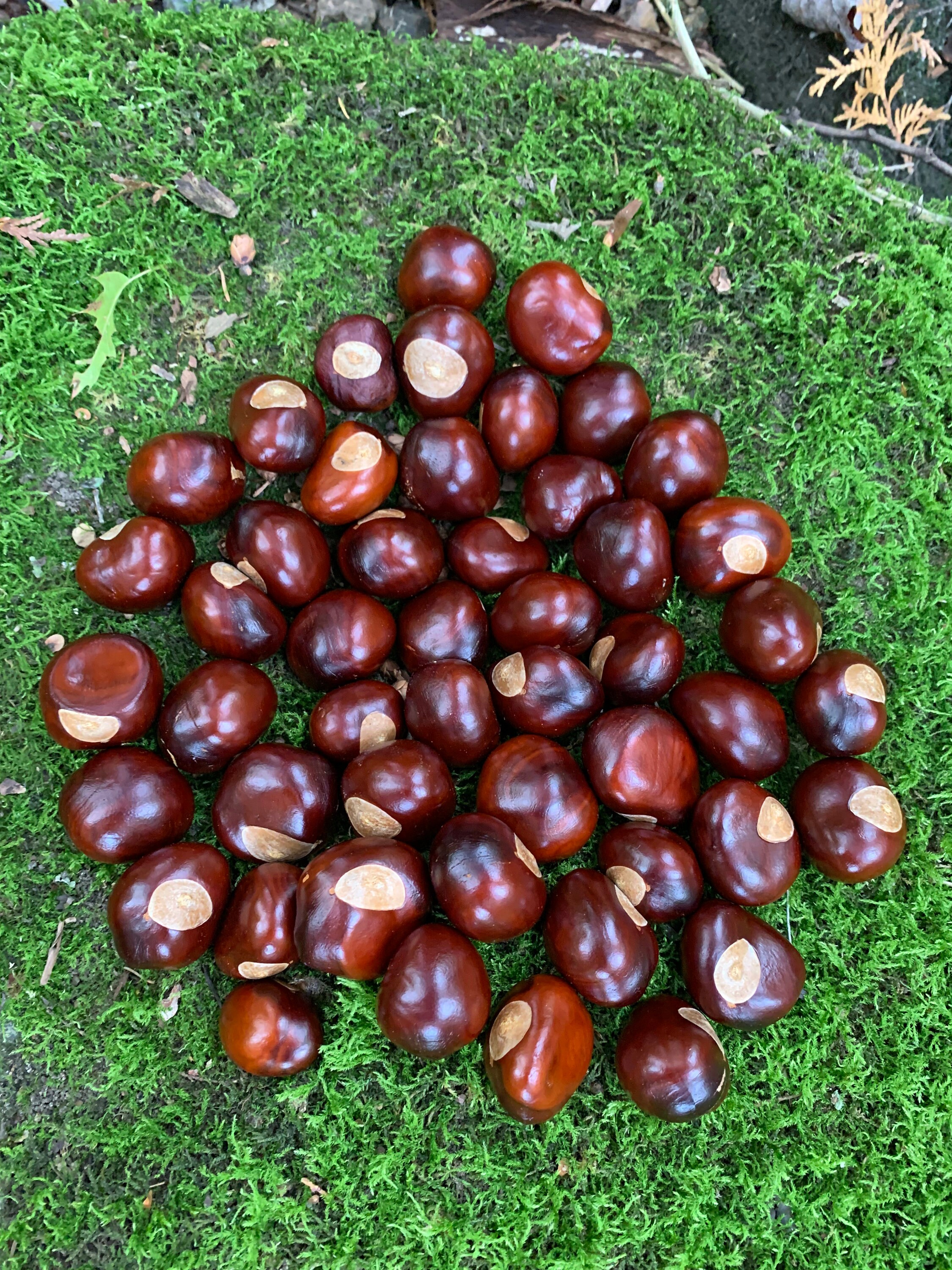 Chestnuts Vs Buckeyes