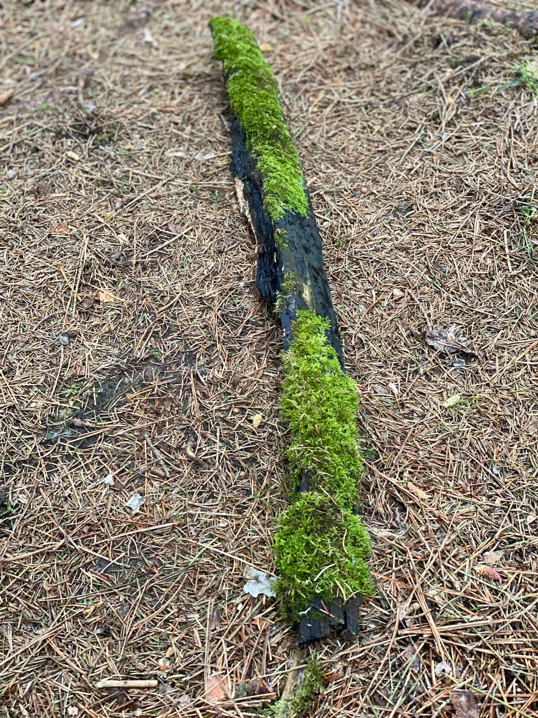 Moss Covered Log, Mossy Log, 29 Inches Long by 3 Inches Wide and 3 ...