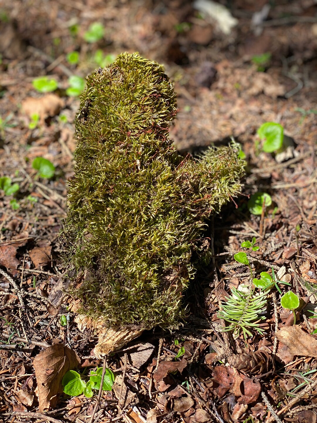 Live Moss on a Log, Mossy Log Approximately 8 Inches Long With a Width ...
