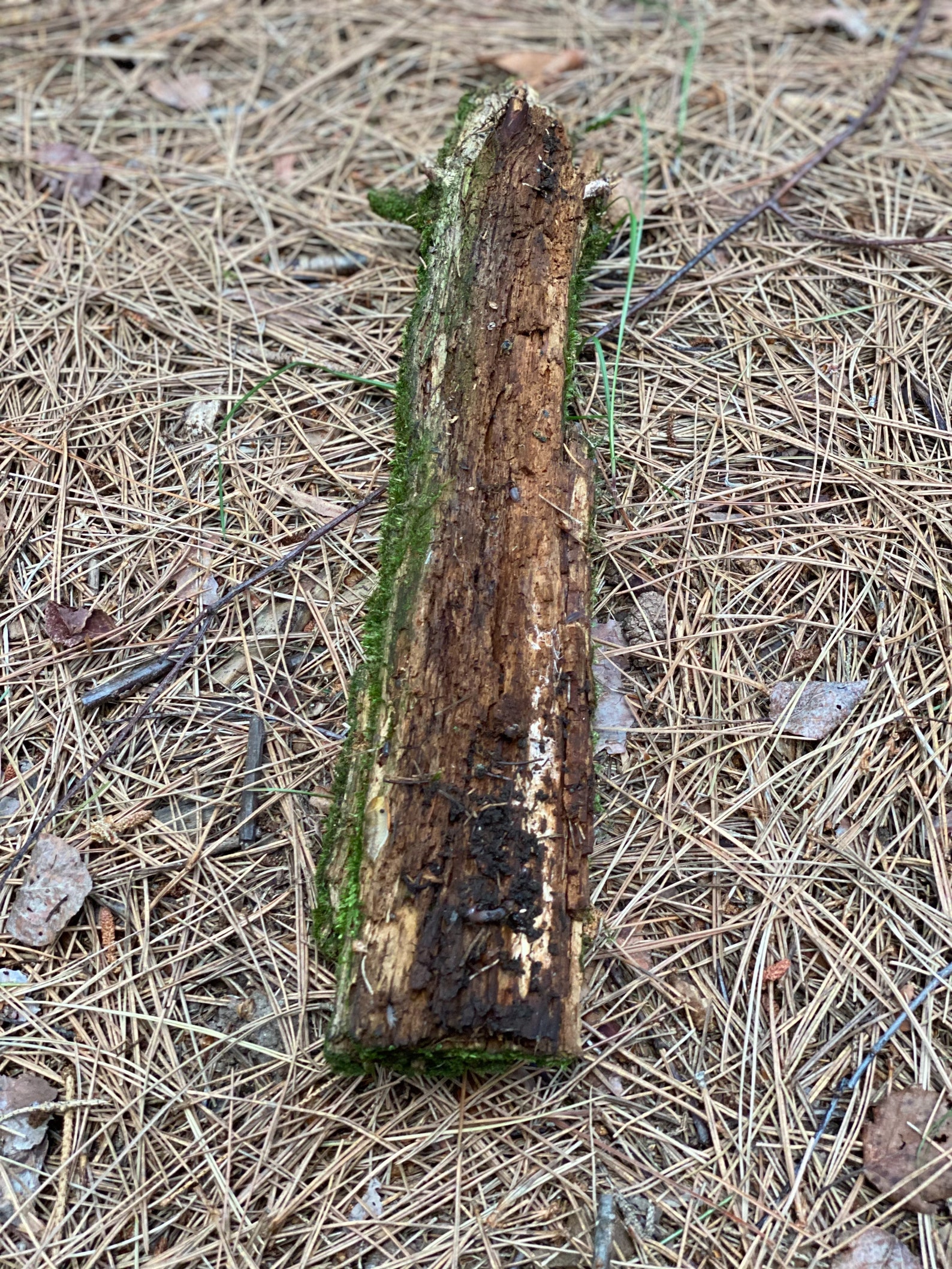 Moss Covered Log Mossy Log 17 Inches Long by 3 Inches Wide - Etsy