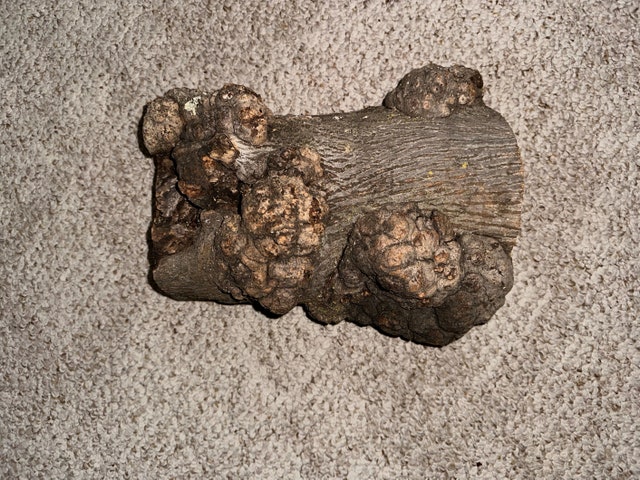 BringOutdoorsIndoors - Etsy