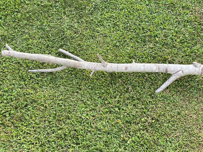 Aspen Parrot Perch Log Parrot Perch Approximately 43 Inches - Etsy