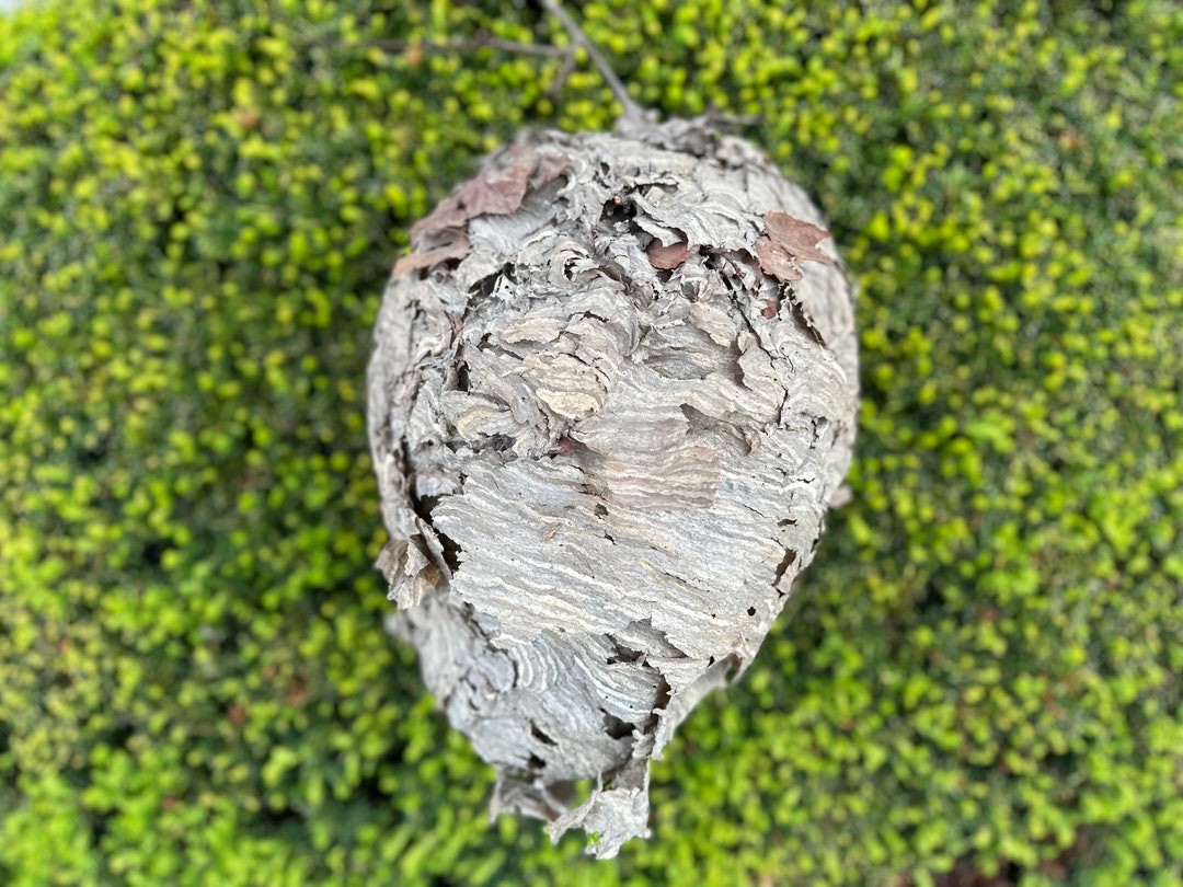 Paper Wasp Nest, Bee Hive in Great Condition, Approximately 13 Inches ...