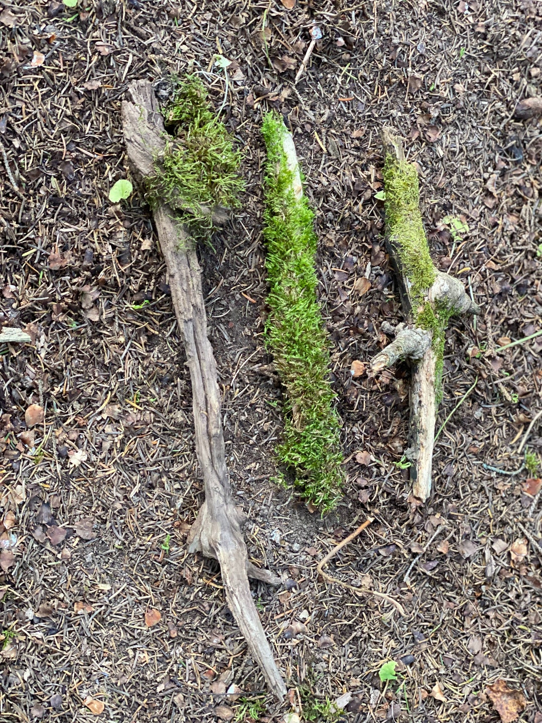 3 Mossy Sticks, Live Moss Sticks, Approximately 10-14 Inches Long X 1 ...