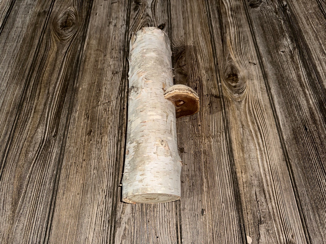 White Birch Log With Conk/polypore, Approximately 12 Inches Long by 3.5 ...