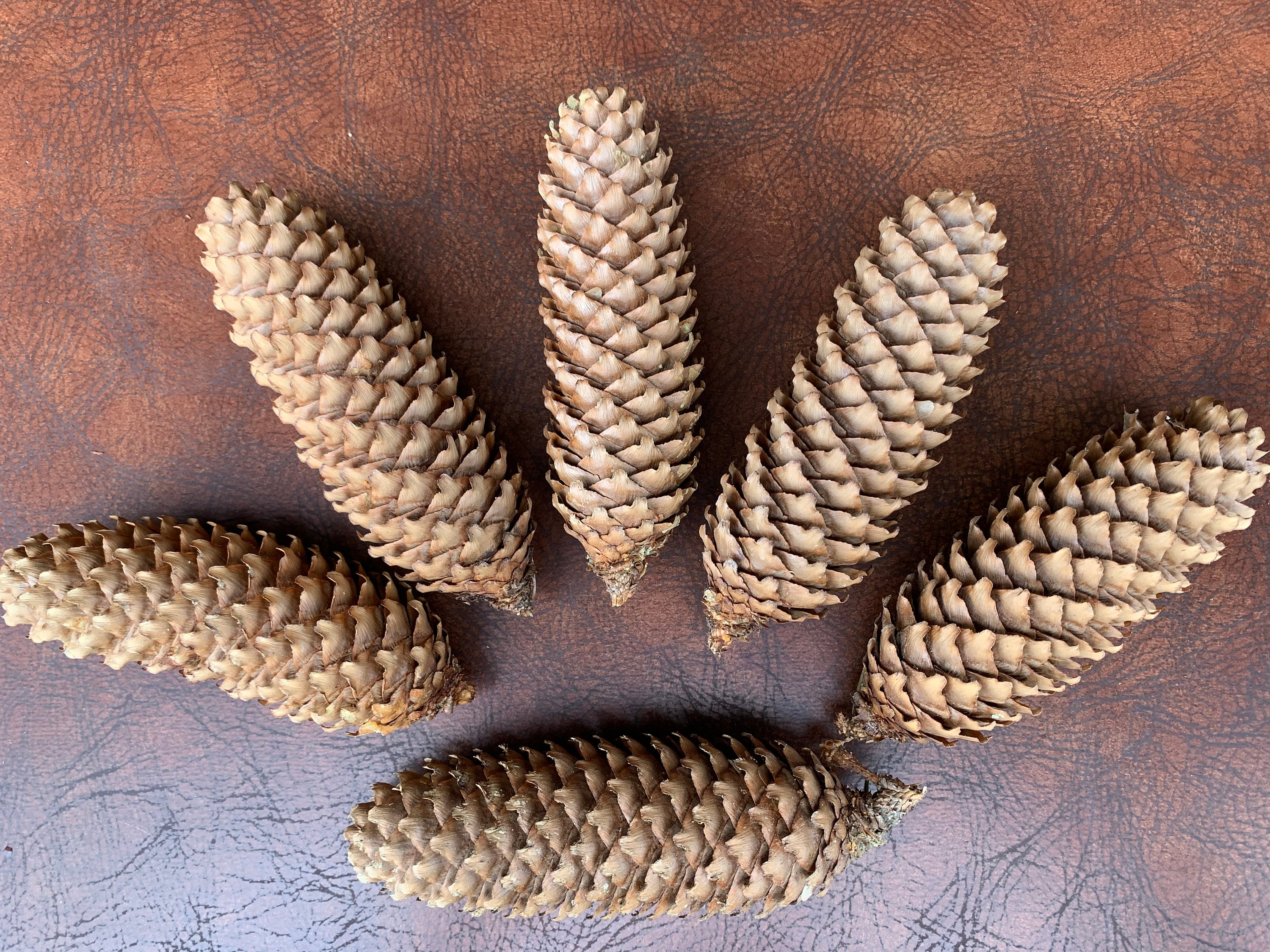Spruce Cones