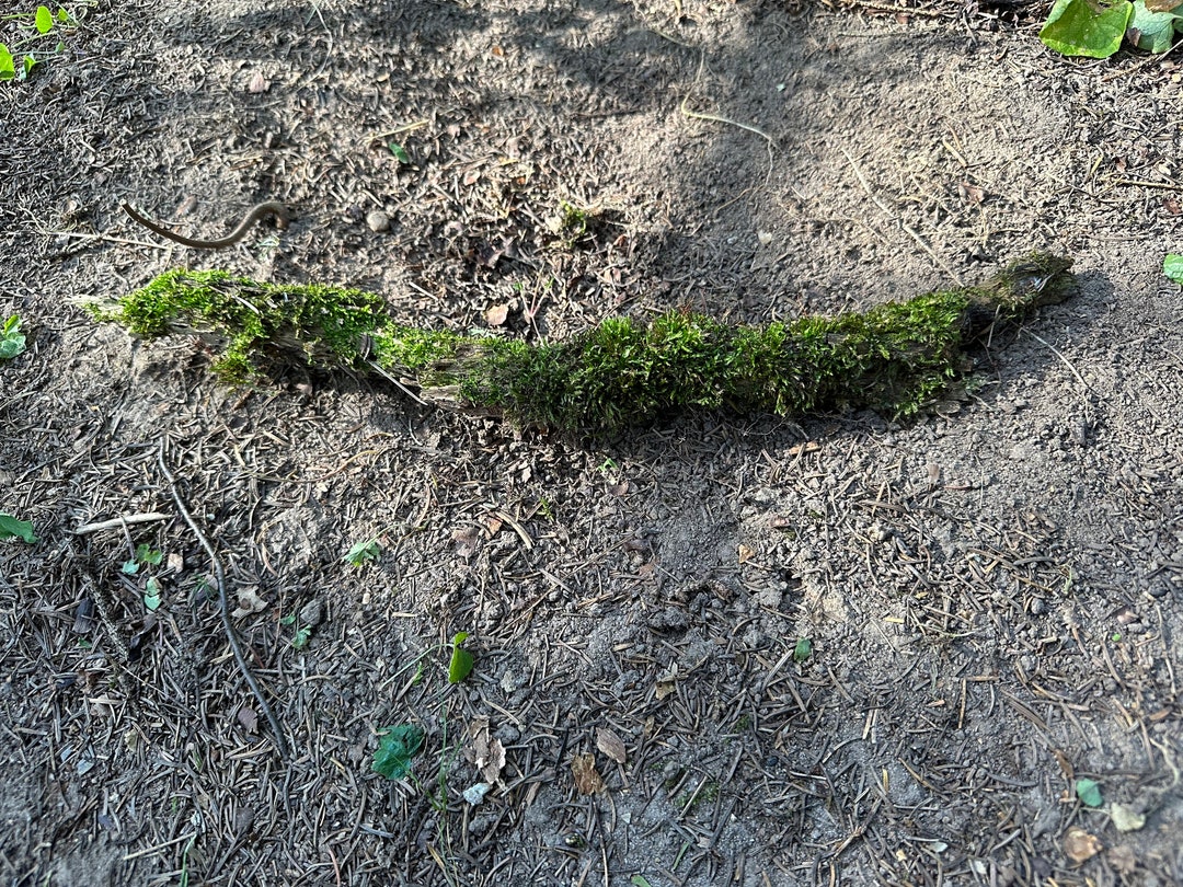 Moss Stick, Mossy Stick, 16 Inches Long by 1 Inch Wide and 1 Inch High ...