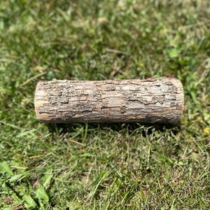 Ironwood Log, Hophornbeam, 6 Inches Long, Bundles Available - Etsy