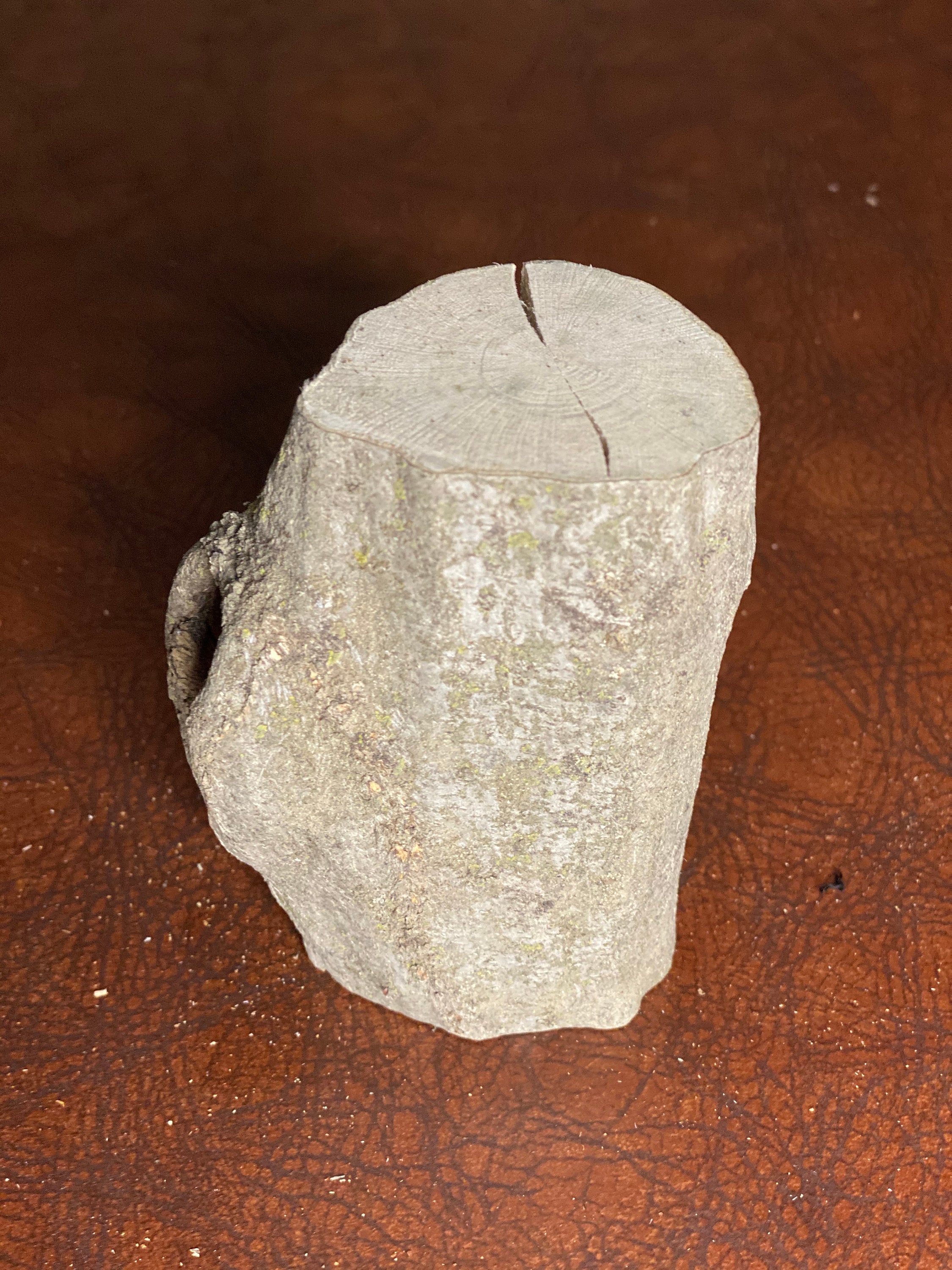 Blue Beech Musclewood Ironwood Log Approximately 4 Inches | Etsy