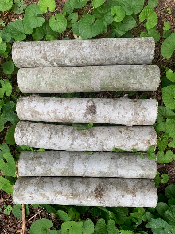Aspen Logs 12 Inches Long 2-3 Inch Diameter 6-count - Etsy