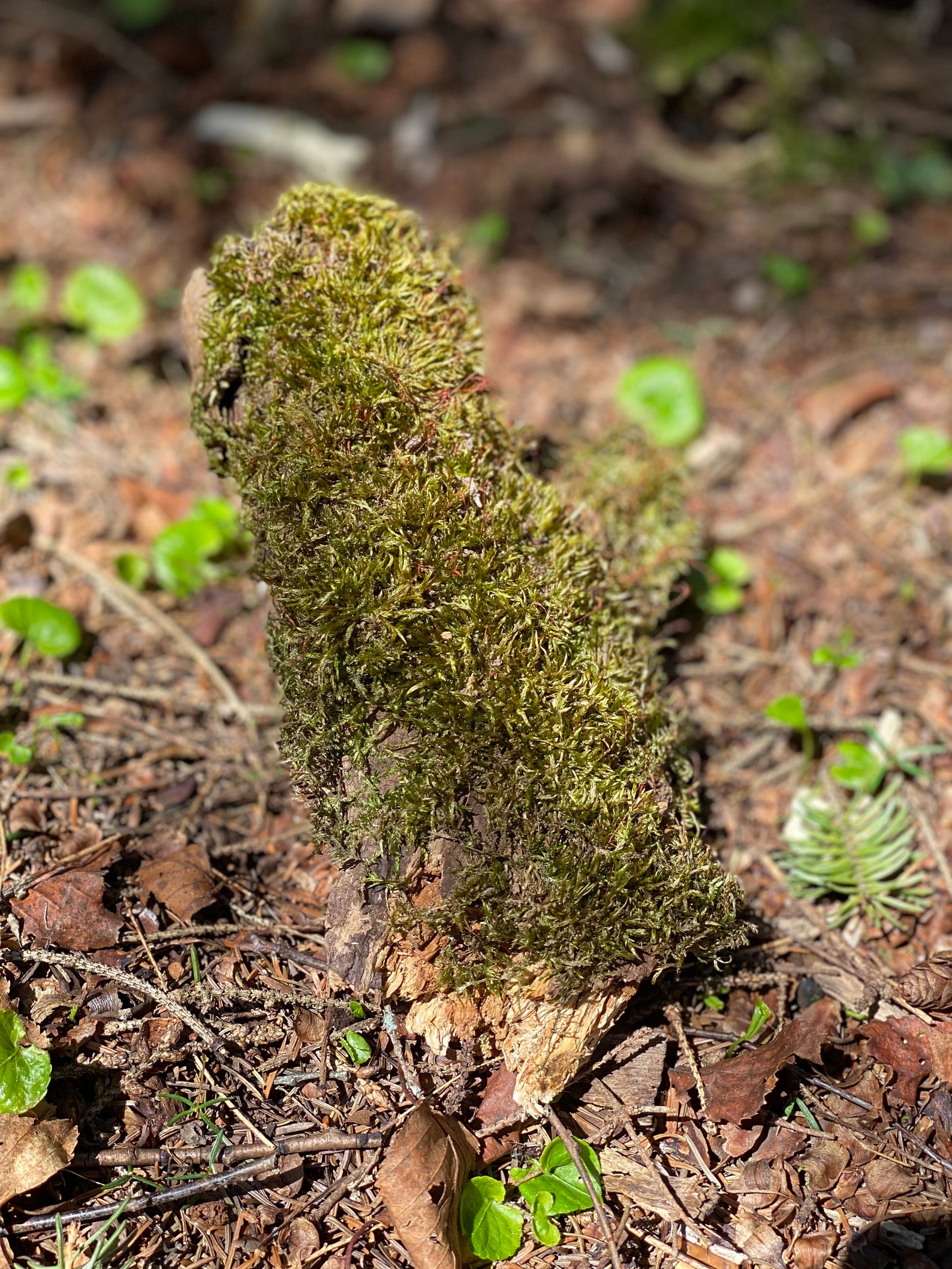 Live Moss on a Log Mossy Log Approximately 8 Inches Long With - Etsy
