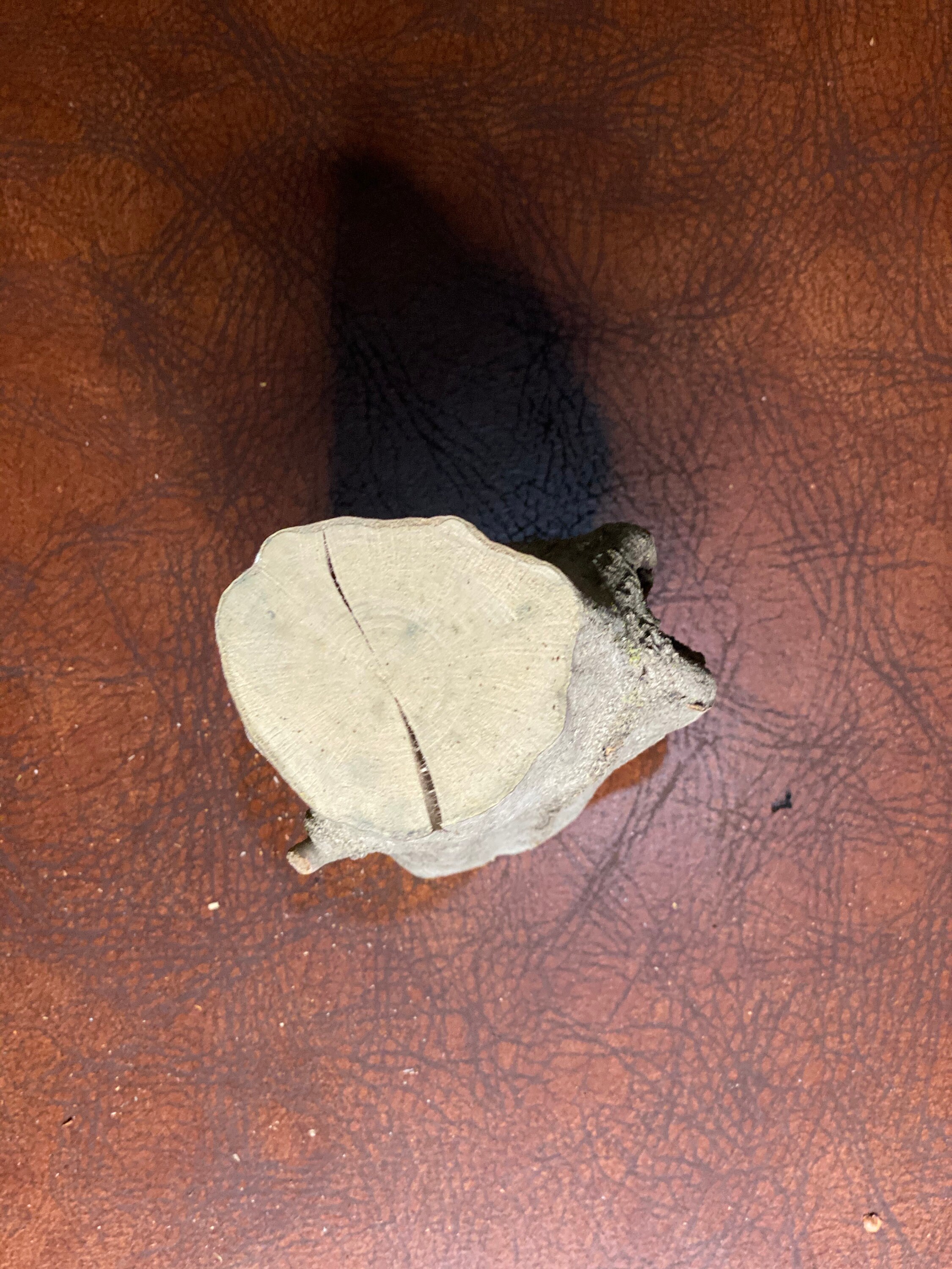 Blue Beech Musclewood Ironwood Log Approximately 4 Inches | Etsy