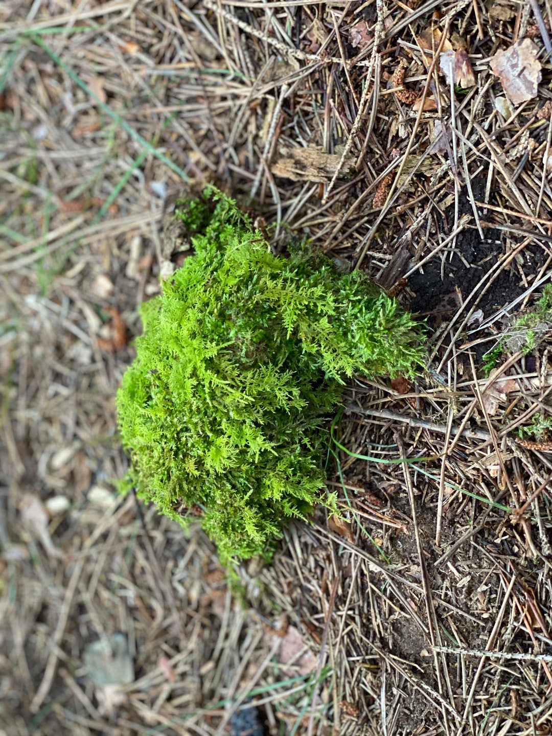 Moss Covered Log, Mossy Log, 6 Inches Long by 4.5 Inches Wide and 2 ...