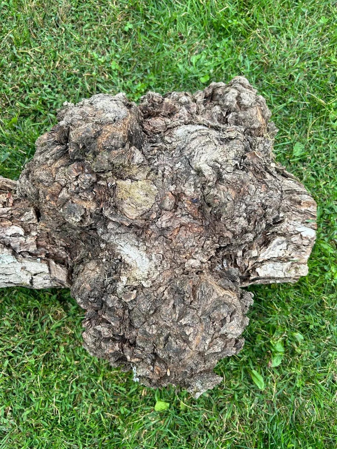 Burl, Cherry Burl Log, Clover Shaped, Approximately 18 Inches Long by ...