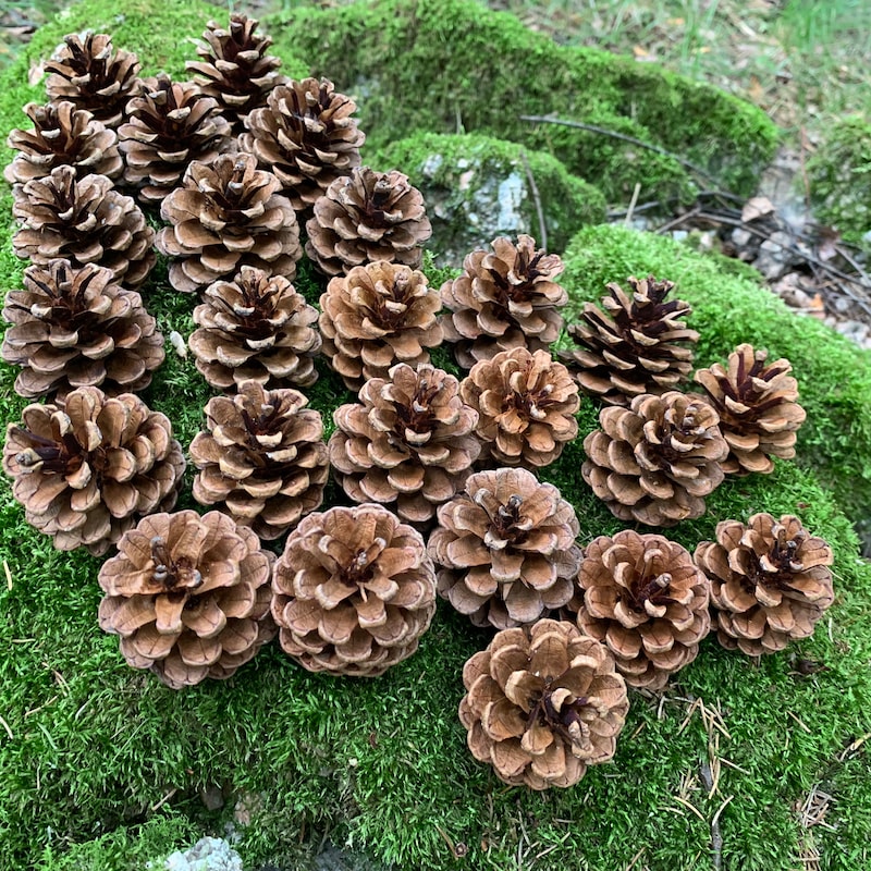 Large Pine Cones - Etsy