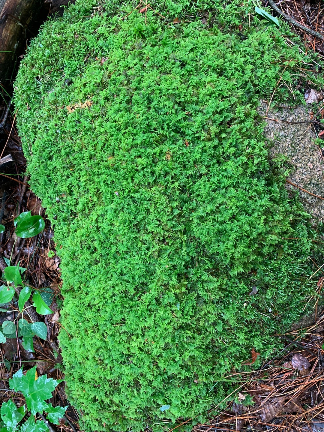 Feather Moss, Fern Moss, Live and Gathered Upon Order, 16 Square Inches ...