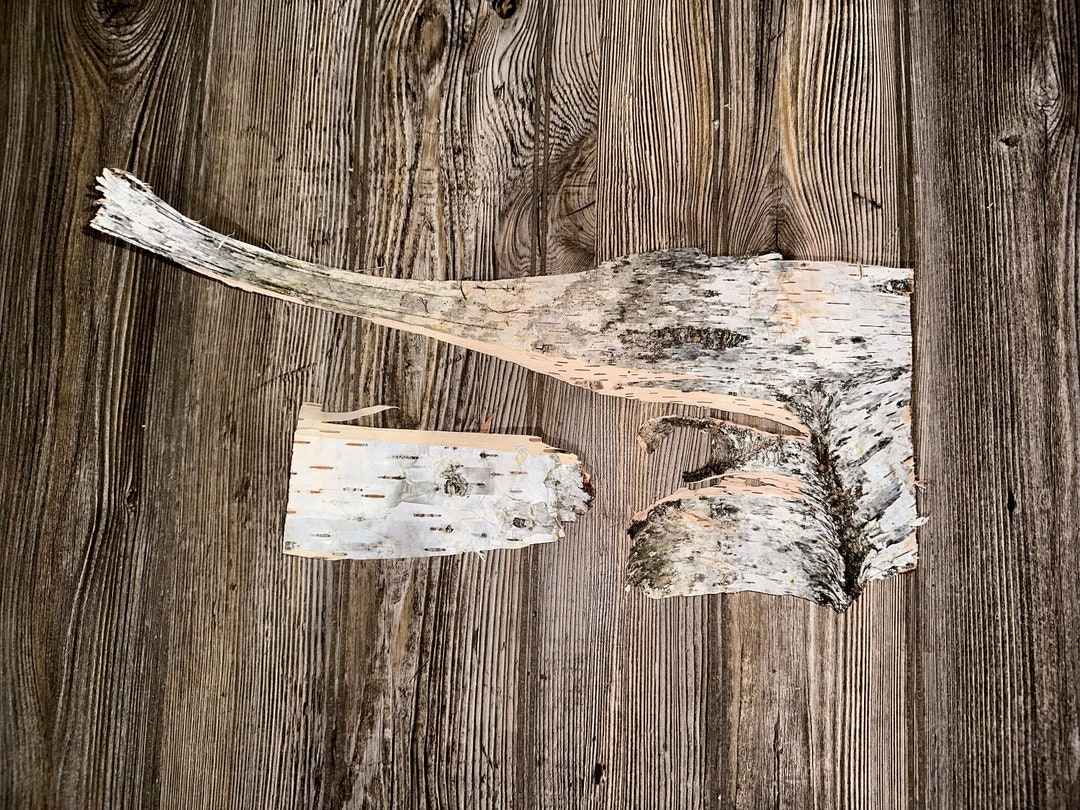 Two Natural White Birch Bark Sheets, 2 White Birch Sheets ...