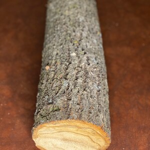 Basswood Log, One Count, About 16 Inches Long by 5 Inches Diameter - Etsy