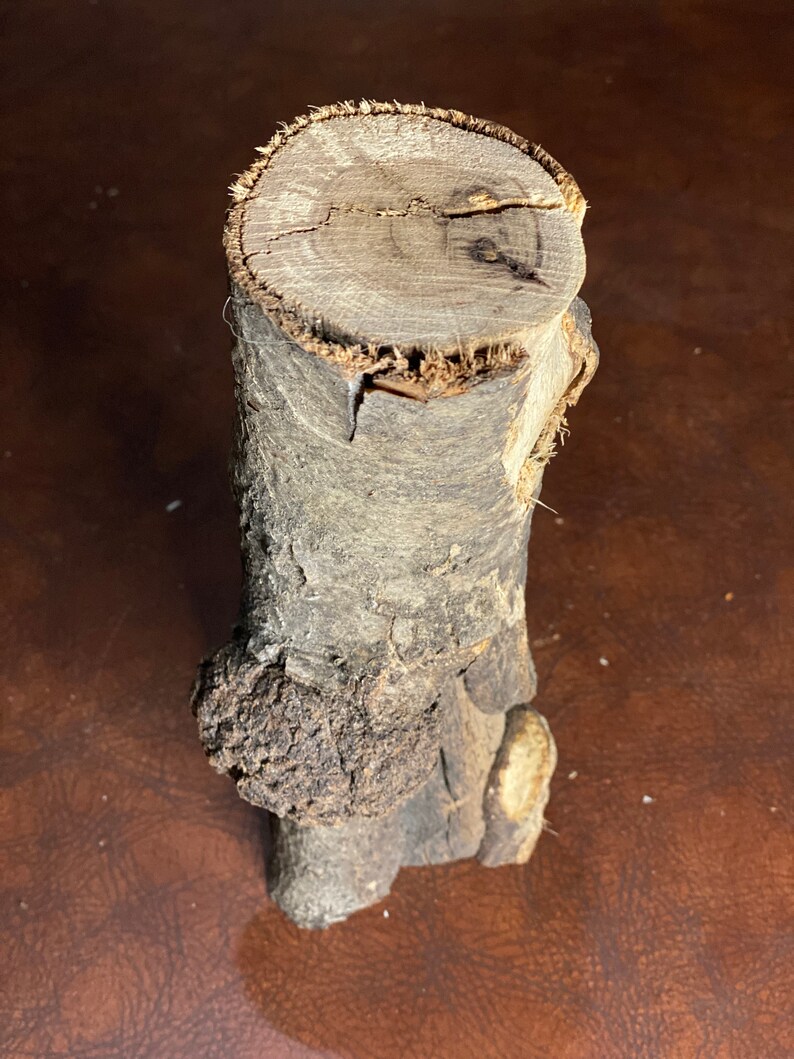Burl Oak Log With Burl Fairy Garden Approximately 9 by 3.5 - Etsy