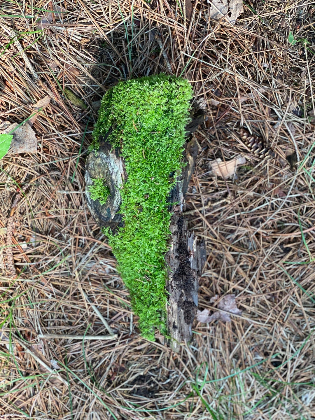 Moss Covered Log, Mossy Log, 12 Inches Long by 5 Inches Wide and 3 ...